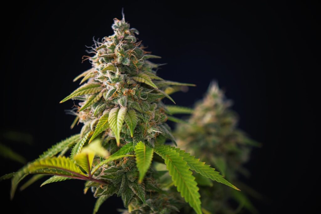 High Volume and Reliable cannabis Packing Solutions - Hightek